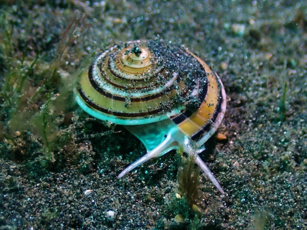 Architectonica modesta from Bitung, ID-SW, ID on December 17, 2023 at ...