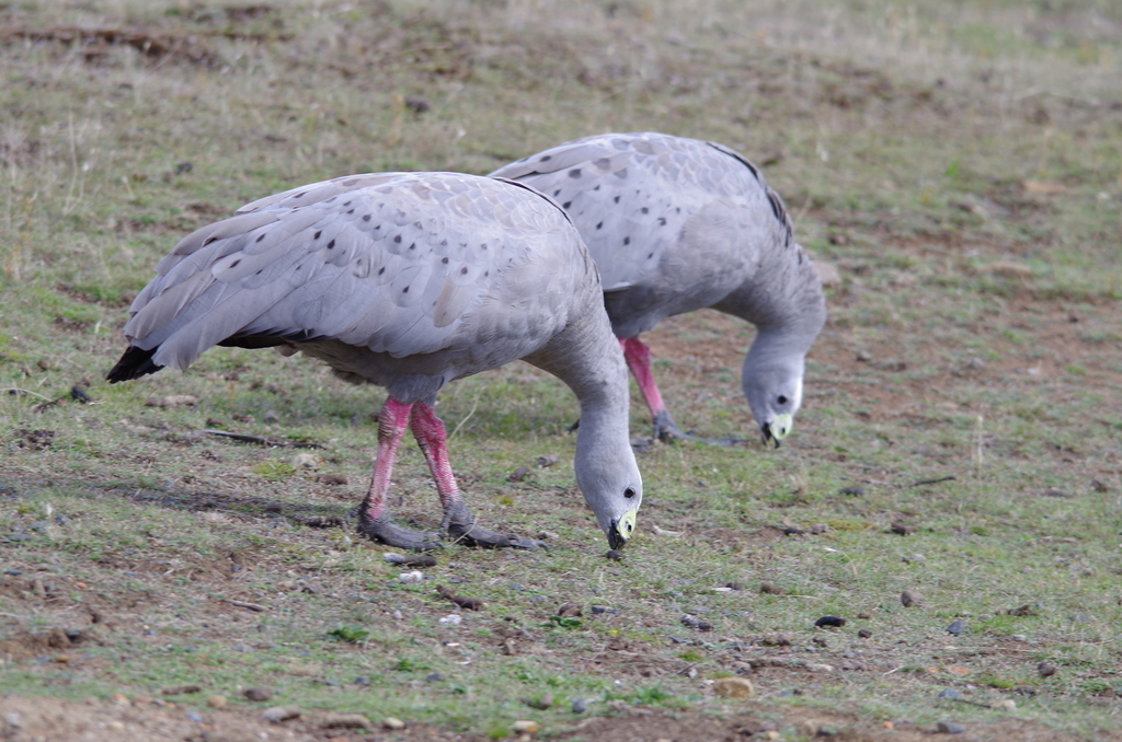 Cape Barren Goose from Maria Island, TAS 7190, Australia on March 8 ...