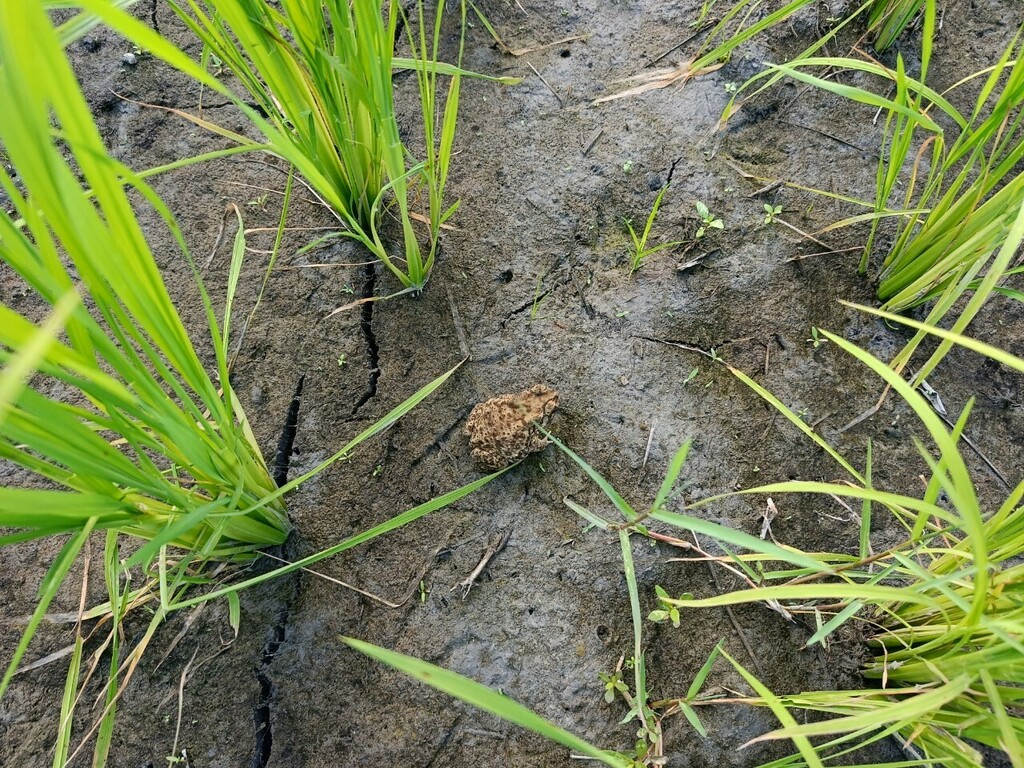 Asian Common Toad from 974台灣花蓮縣壽豐鄉 on October 9, 2023 at 03:39 PM by ...