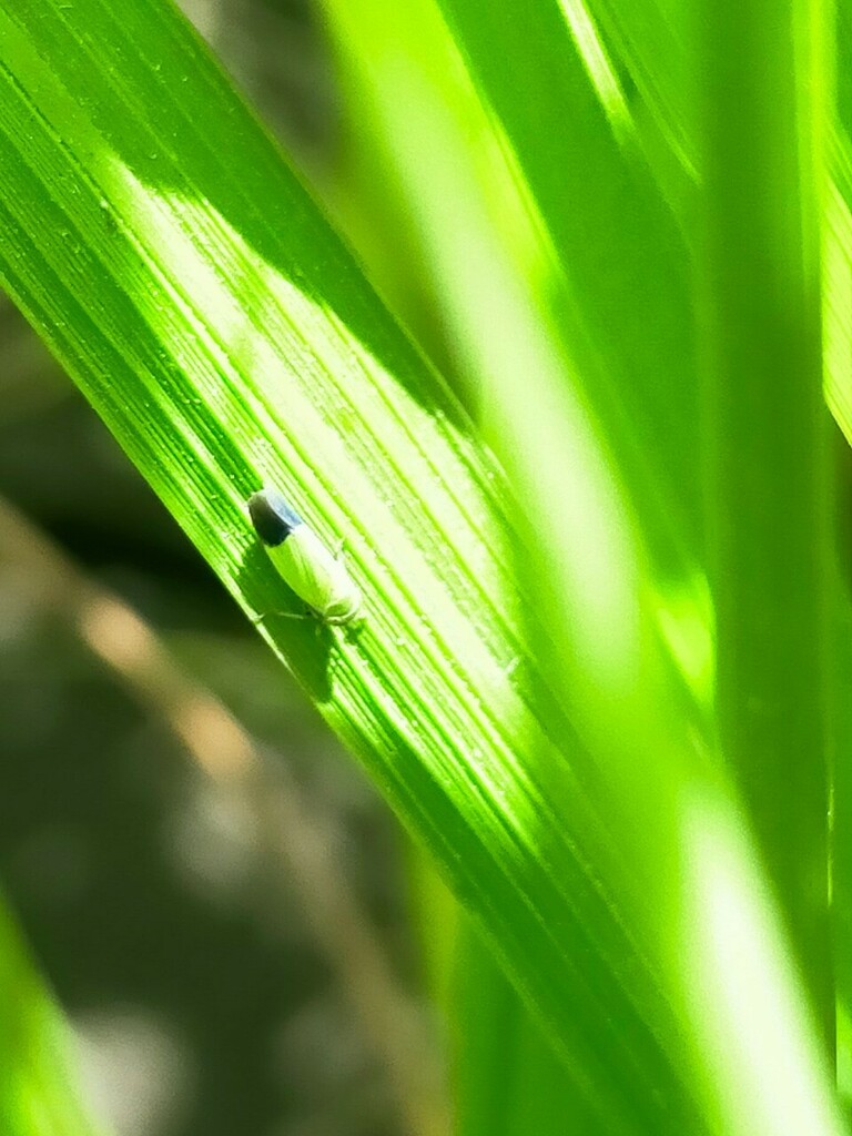 Green Rice Leafhoppers from 983台灣花蓮縣富里鄉 on September 11, 2023 by ...