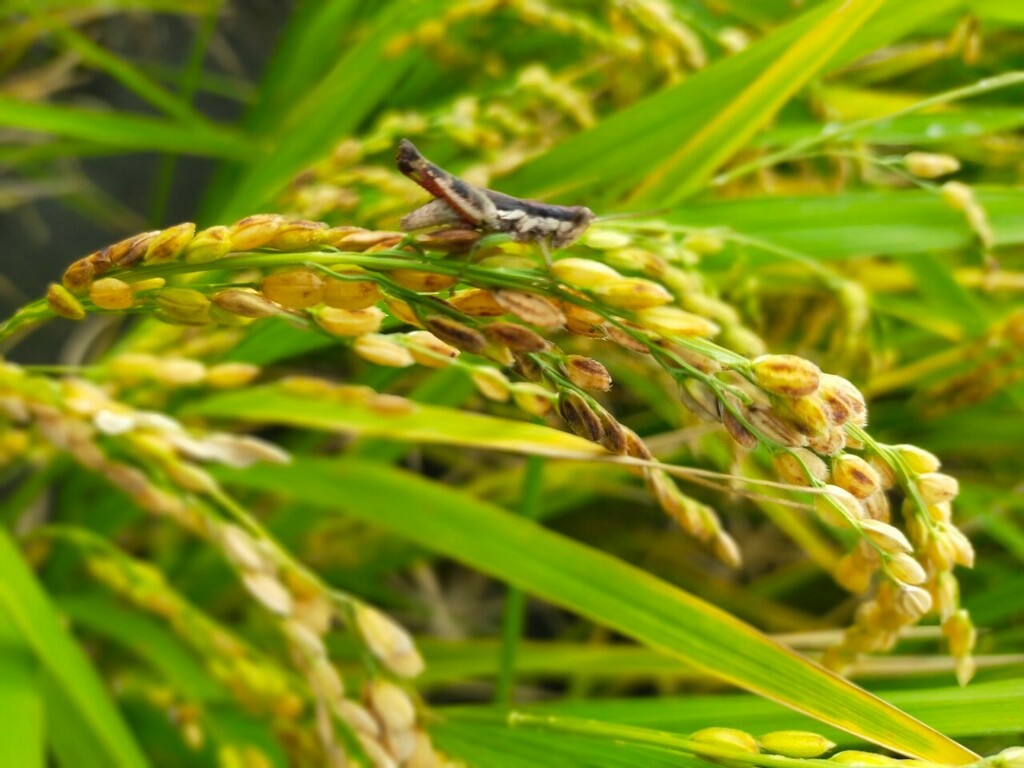 Short-winged Rice Grasshopper from 983台灣花蓮縣富里鄉 on October 9, 2023 by ...