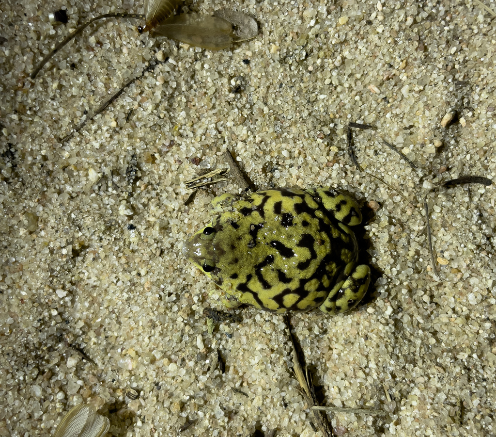 Shovel-nosed Frog from Kruger Park, Bushbuckridge, MP, ZA on December ...