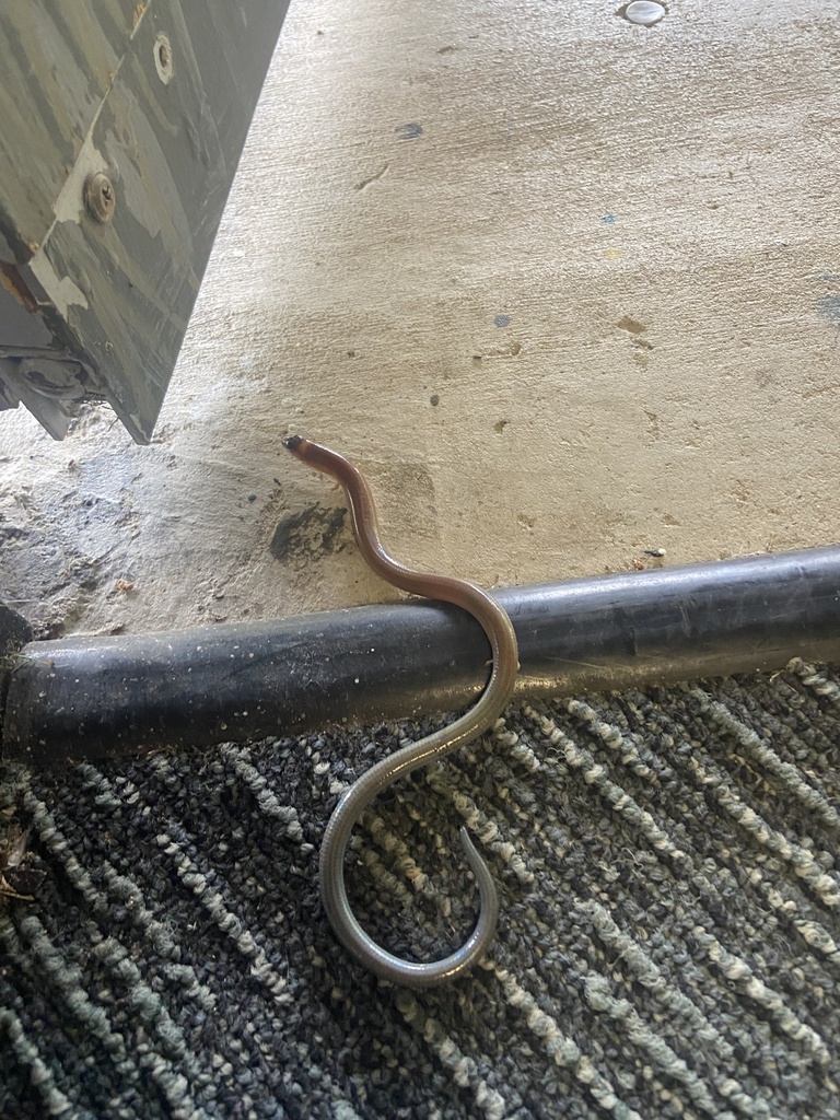 Three-clawed Worm-skink from Rowley Rd, Burpengary, QLD, AU on December ...