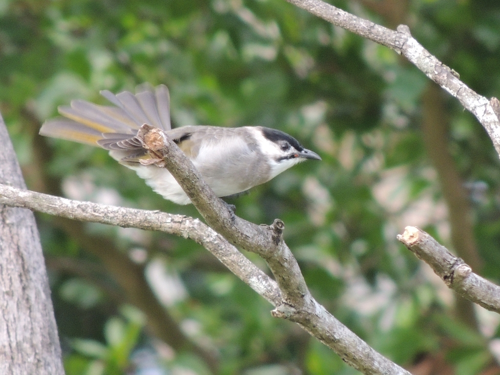 Styan's Bulbul in October 2023 by inatpeshualien001 · iNaturalist