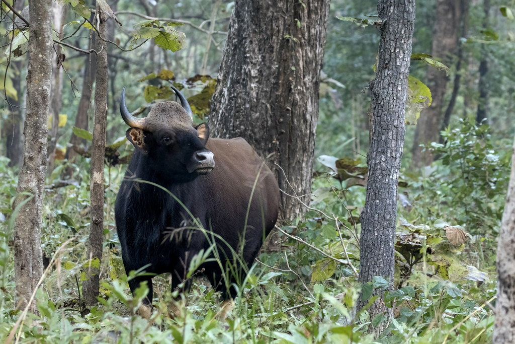 Gaur in December 2023 by Ramesh Shenai Jr. · iNaturalist