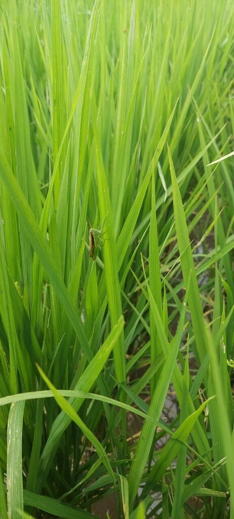 Rice Grasshoppers in October 2023 by inatpeshualien001 · iNaturalist