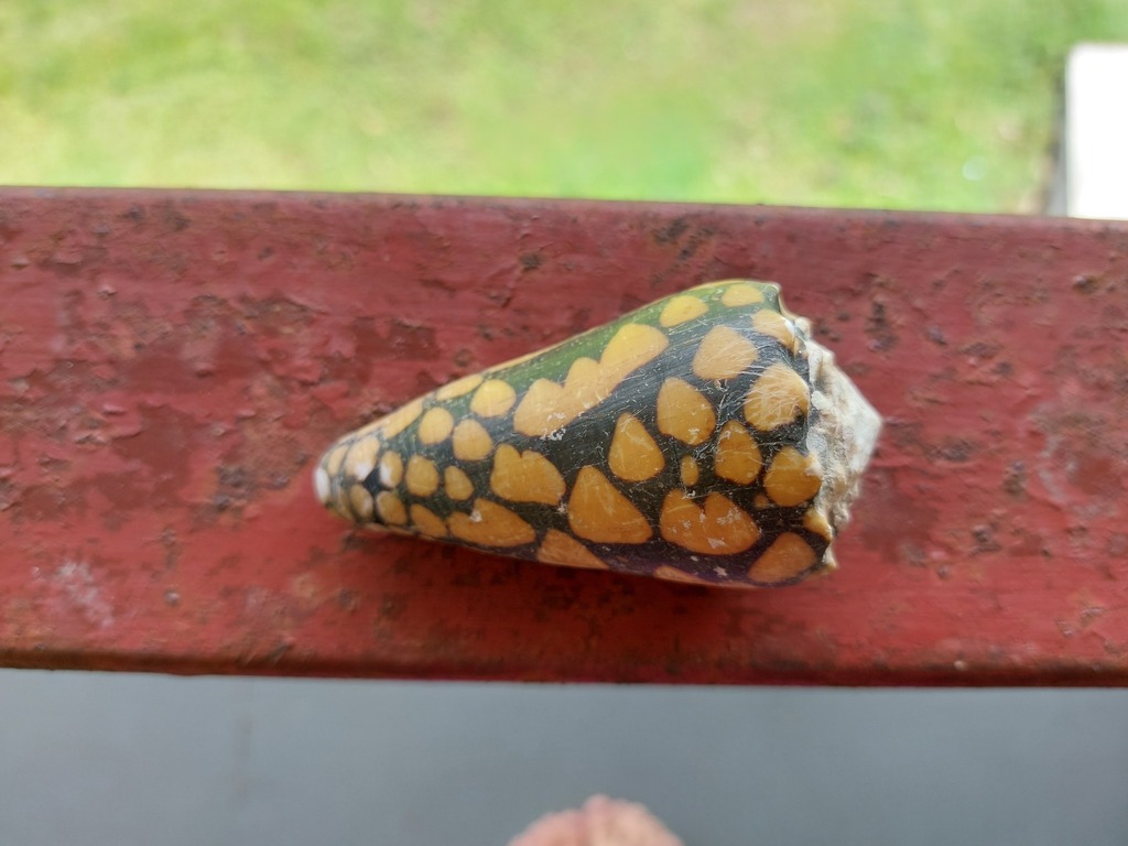 Marble Cone in April 2023 by barefootwanderer · iNaturalist
