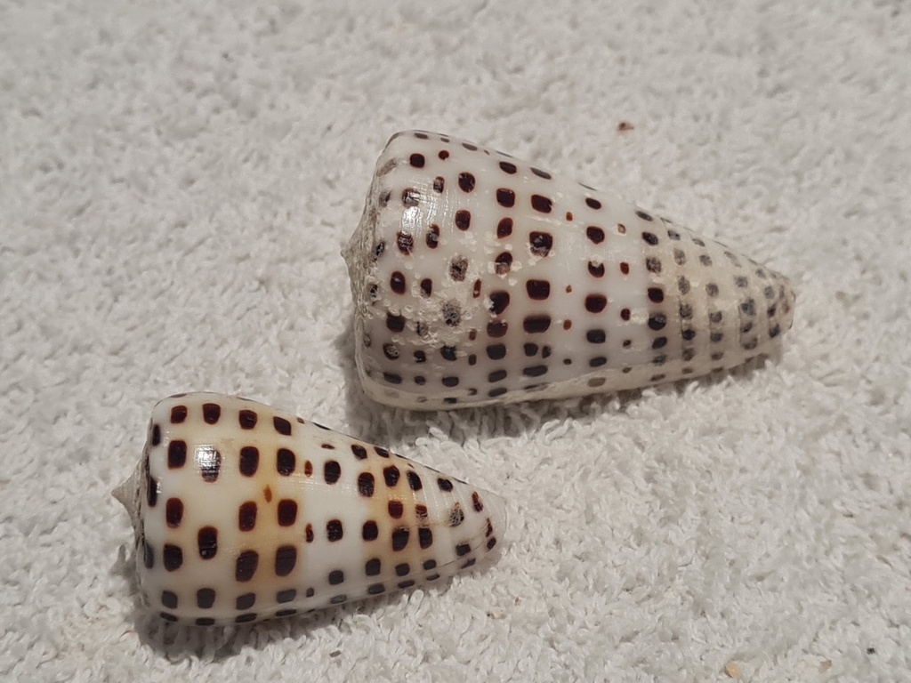 Ivory Cone from Mackay, QLD, Australia on September 3, 2022 by ...