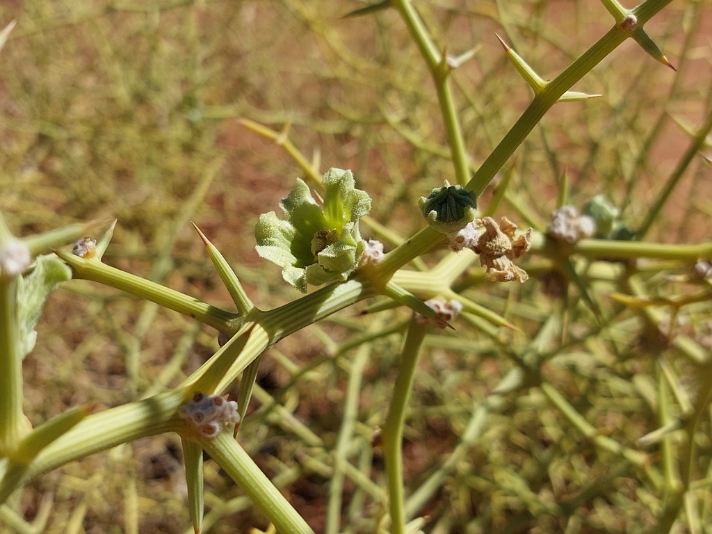 !Nara Melon (Acanthosicyos horridus) - Botanical Realm