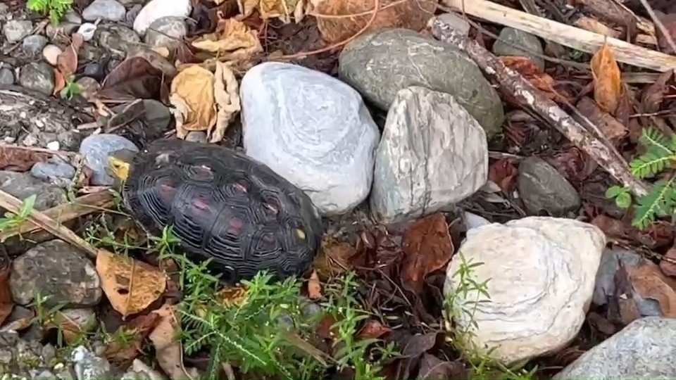 Chinese Box Turtle in October 2023 by inatpeshualien001 · iNaturalist