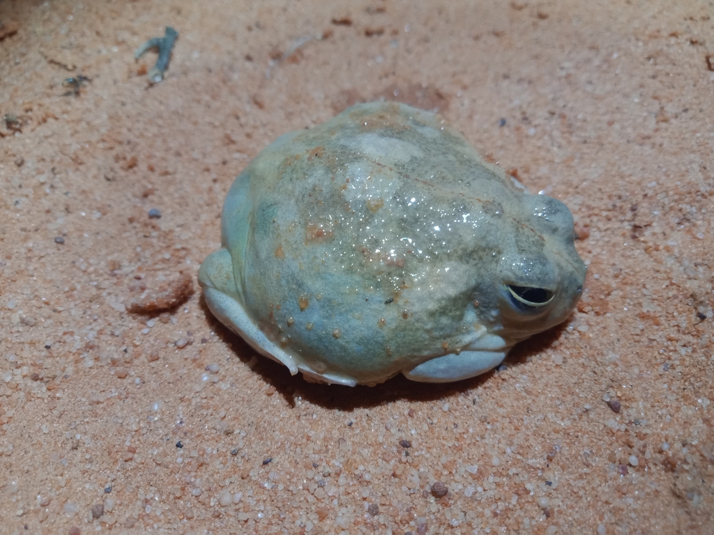 Trilling Frog from Oakden Hills SA 5713, Australia on December 20, 2023 ...