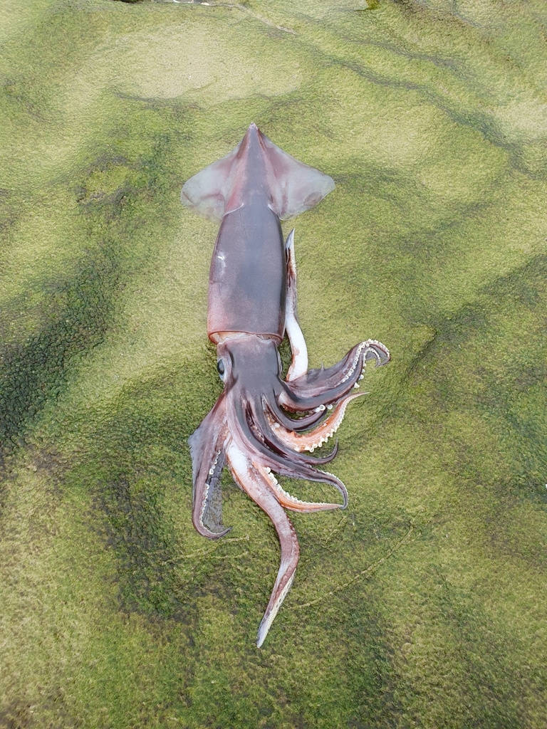 Flying Squids from 4Q5G+HW, Tel Aviv-Yafo, Israel on December 21, 2023 ...