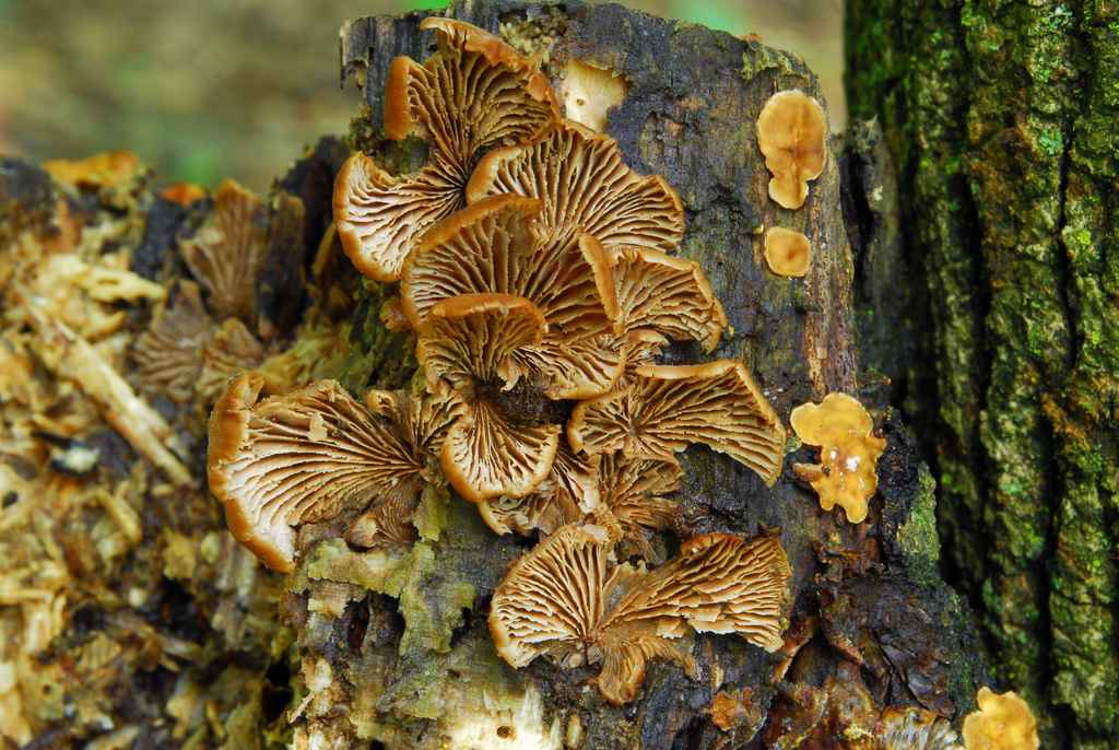 bear lentinus from Parco di Monza (MB), Italia on May 18, 2013 at 09:58 ...