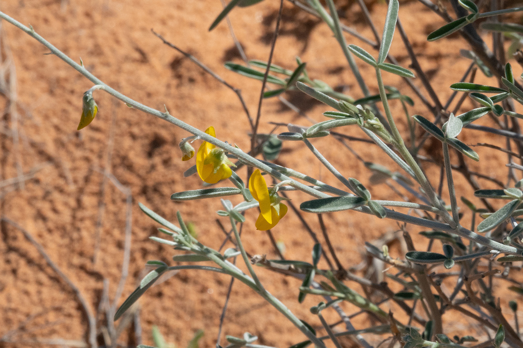 Crotalaria eremaea eremaea from Innamincka SA 5731, Australia on August ...