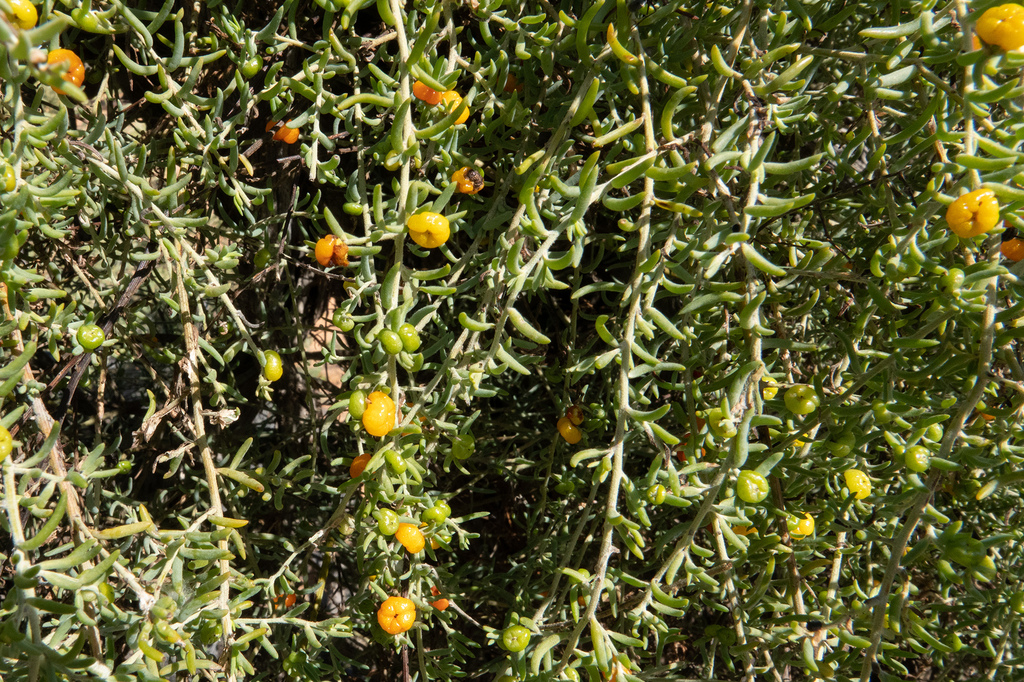 Barrier Saltbush from Innamincka SA 5731, Australia on August 3, 2023 ...