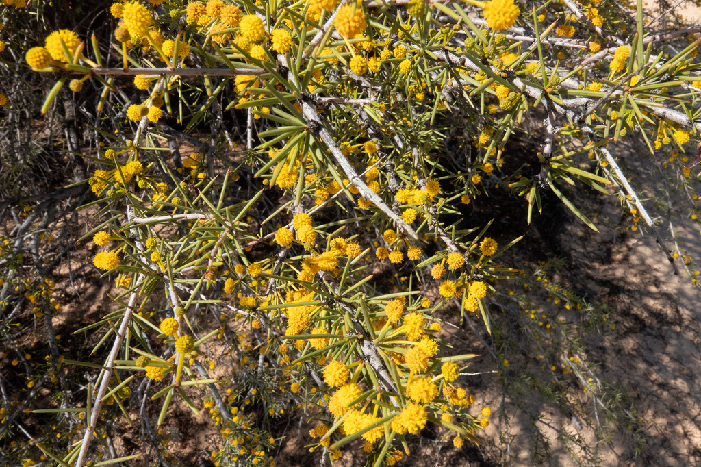 Dead Finish from Innamincka SA 5731, Australia on August 3, 2023 at 01: ...
