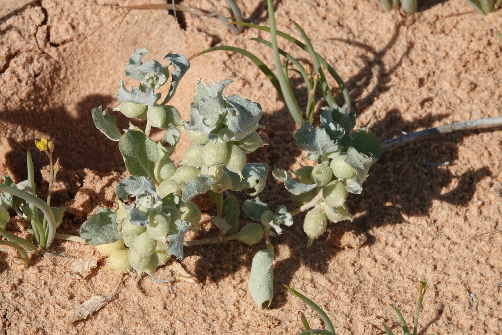 Pop Saltbush from Innamincka SA 5731, Australia on August 3, 2023 at 01 ...