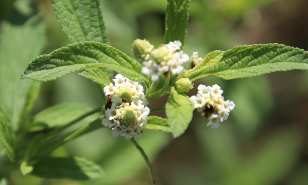 (Lippia scaberrima) - Botanical Realm