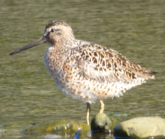 Short-billed Dowitcher from totom park in sitka alaska on April 19 ...