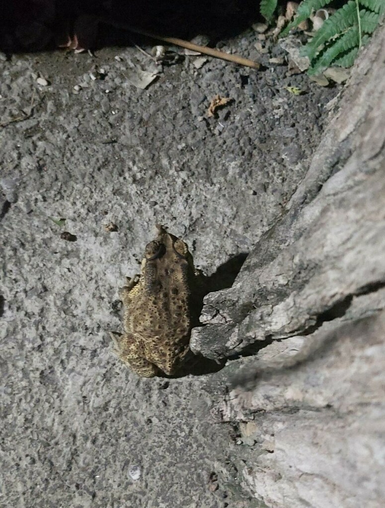 Asian Common Toad in August 2023 by inatpeshualien001 · iNaturalist