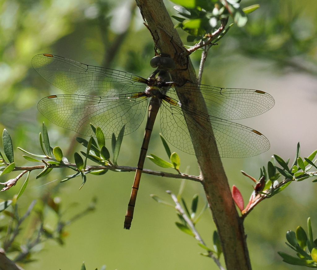 Eastern Hawk from Gibraltar Range NSW 2370, Australia on December 4 ...