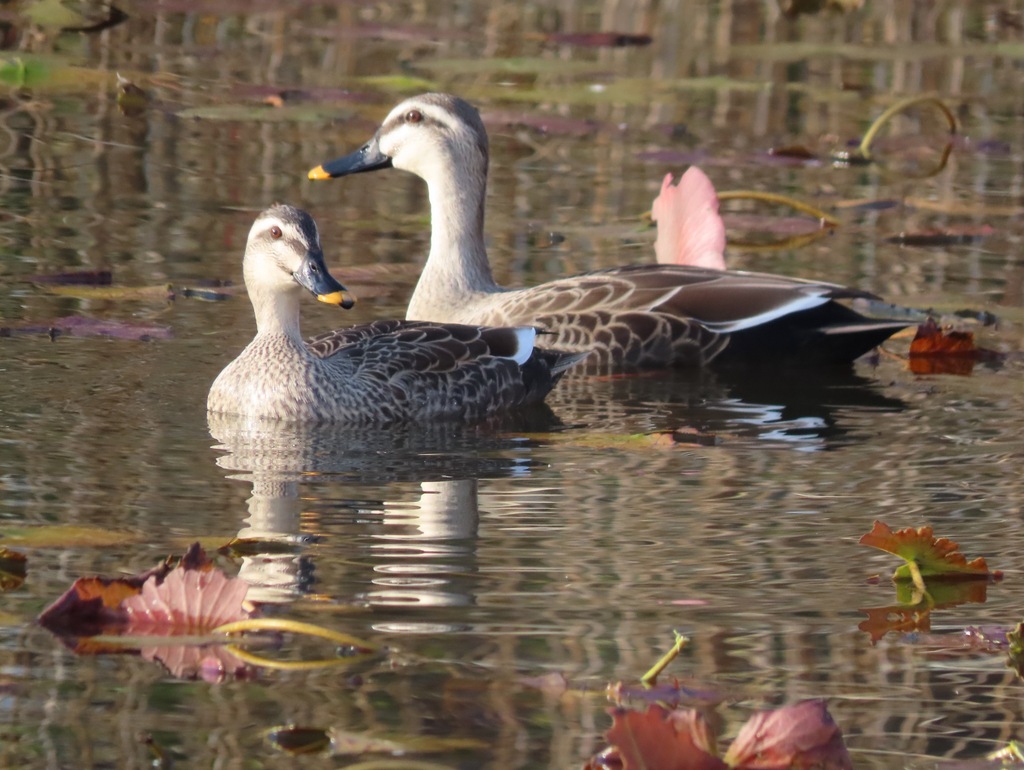 Eastern Spot-billed Duck from Someino, Sakura, Chiba 285-0831, Japan on ...