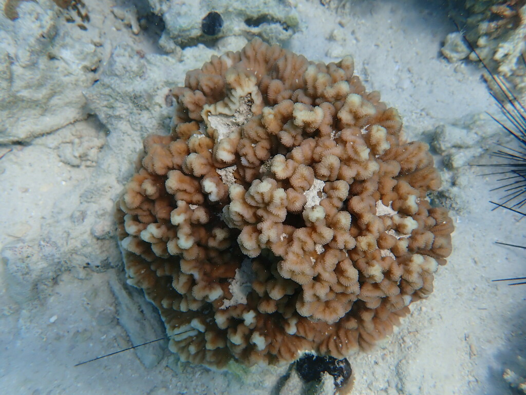 Merulina ampliata from Nungwi Rd, Kidoti 1927, Tanzania on December 21 ...