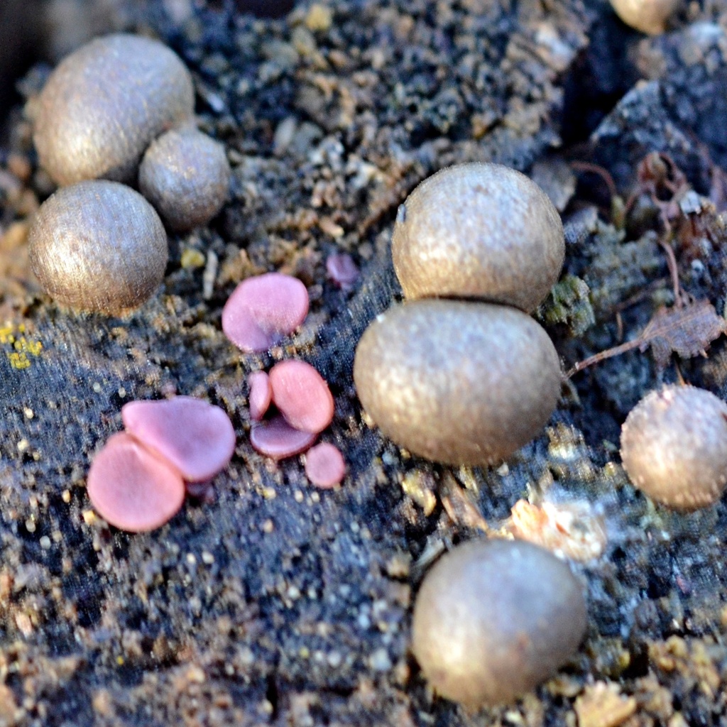 Lycogala flavofuscum from 293 01 Mladá Boleslav-Mladá Boleslav 1, Česko ...