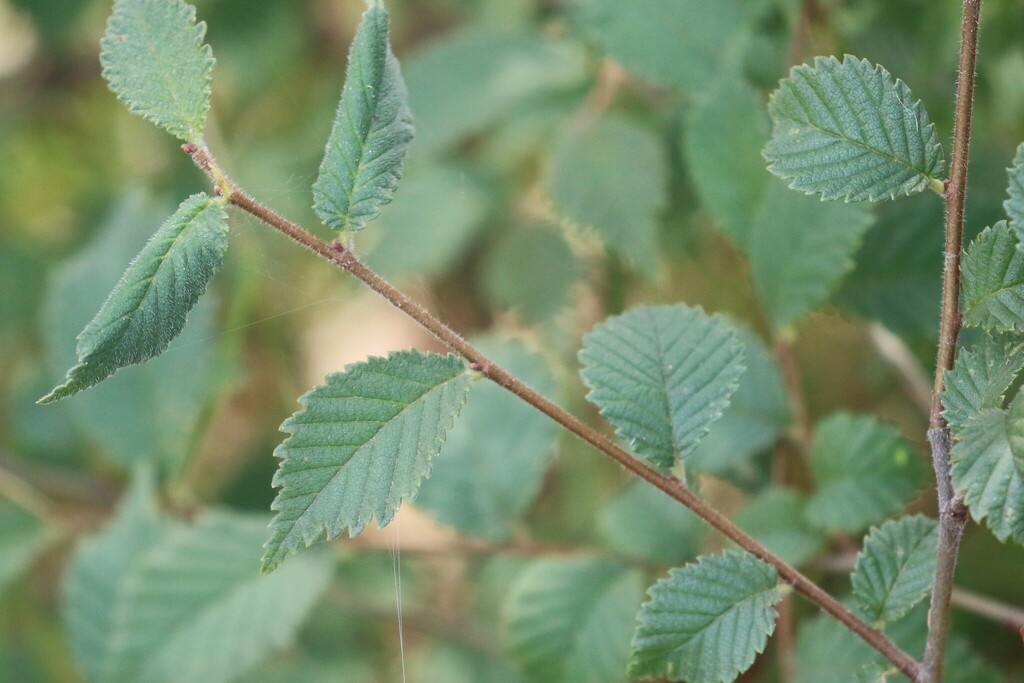 Field Elm from Point Hut Crossing area, ACT, Australia on December 21 ...