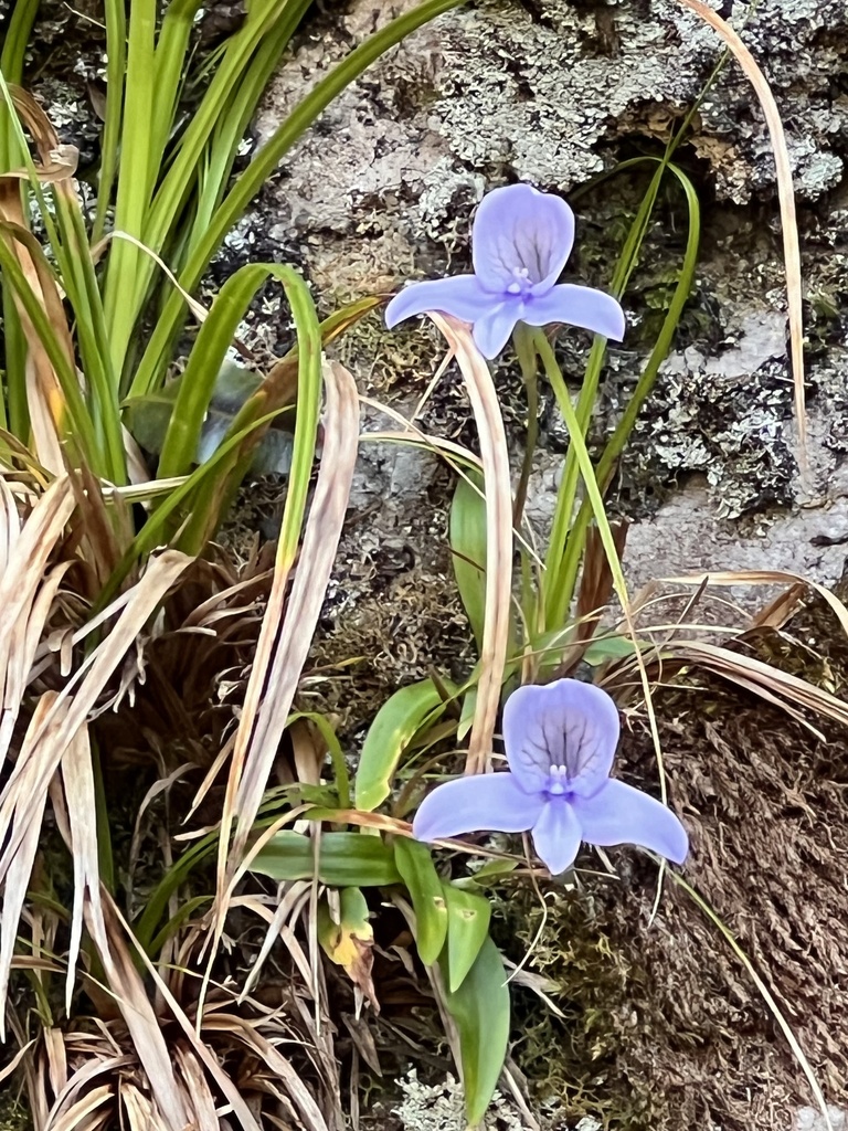 Drip Disa in December 2023 by bob_baigrie · iNaturalist