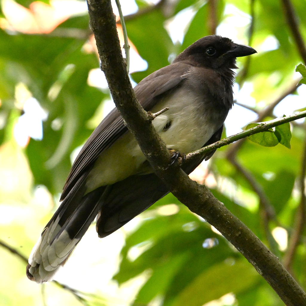 Brown Jay from Heredia Province, Cantón de Santo Domingo, Costa Rica on ...