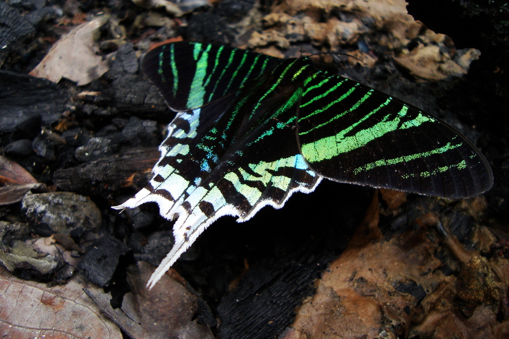 Butterflies and Moths from Tena, Ecuador on February 7, 2012 at 08:03 ...