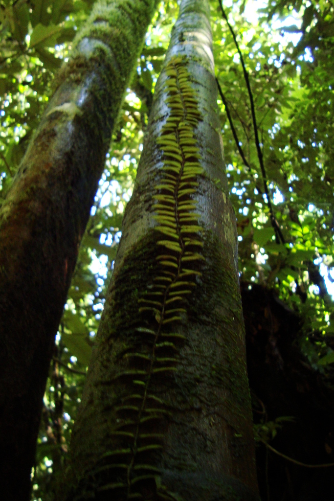 plants from Tena, Ecuador on February 7, 2012 at 09:27 PM by Hector ...