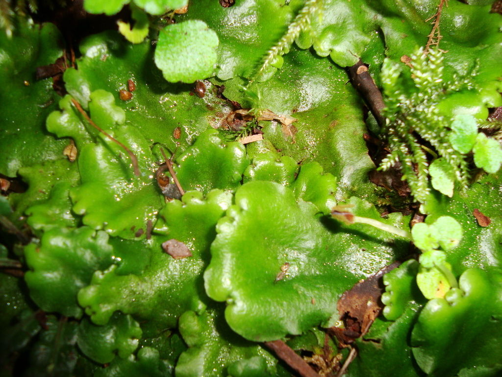 Monoclea gottschei from Osorno Province, Los Lagos, Chile on October 25 ...