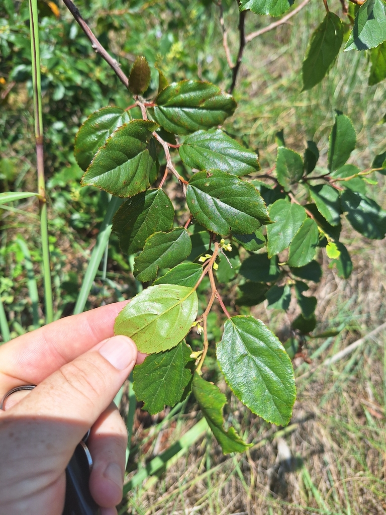 African Escallonia from Umjindi, South Africa on December 21, 2023 at ...
