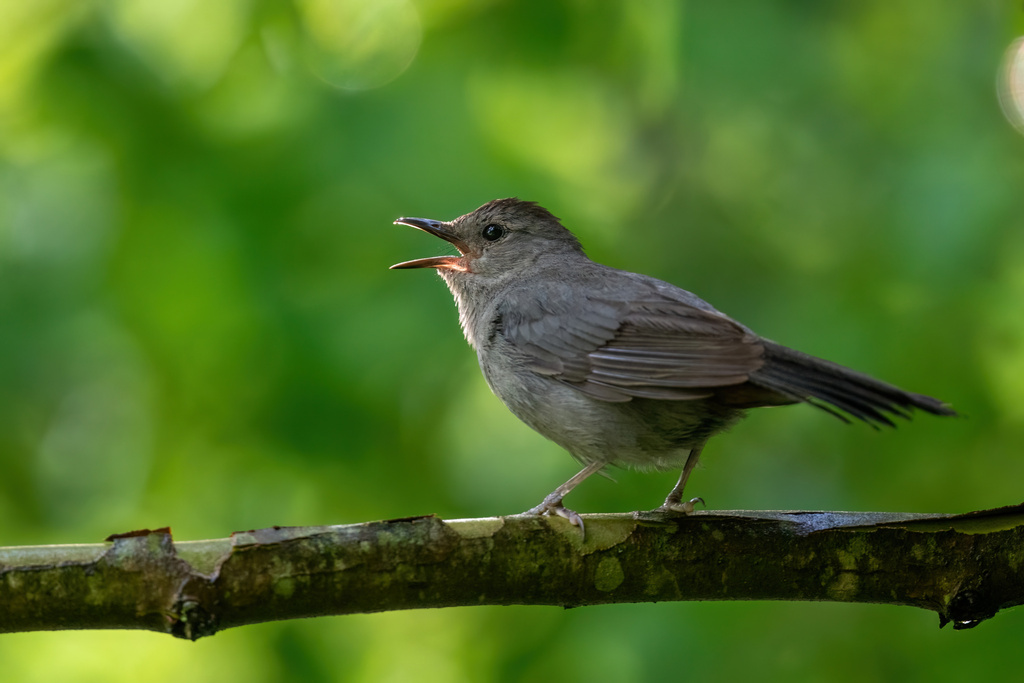 Gray Catbird from Northwest Akron, Akron, OH, USA on August 4, 2022 at ...