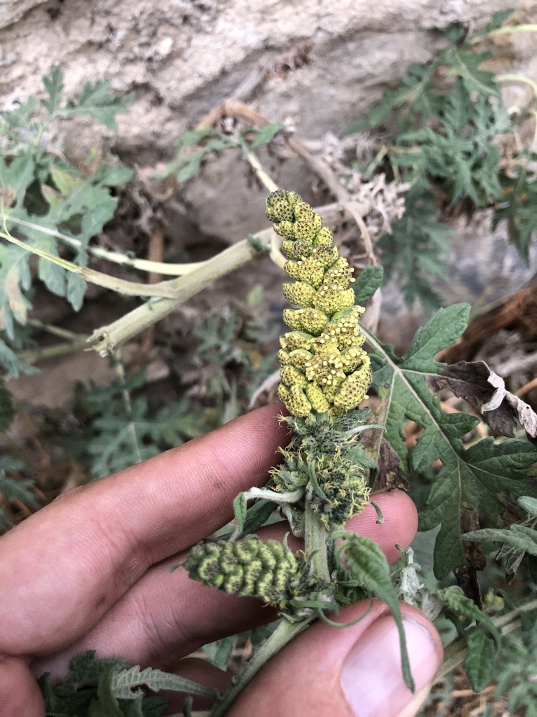 altamisa from Bautista Saavedra, Bolivia on November 23, 2023 at 06:18 ...