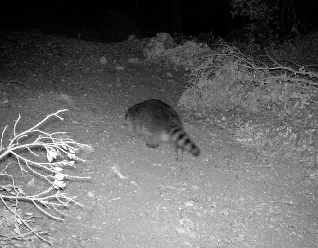Common Raccoon from 07349 Orient, Illes Balears, Spain on December 21 ...