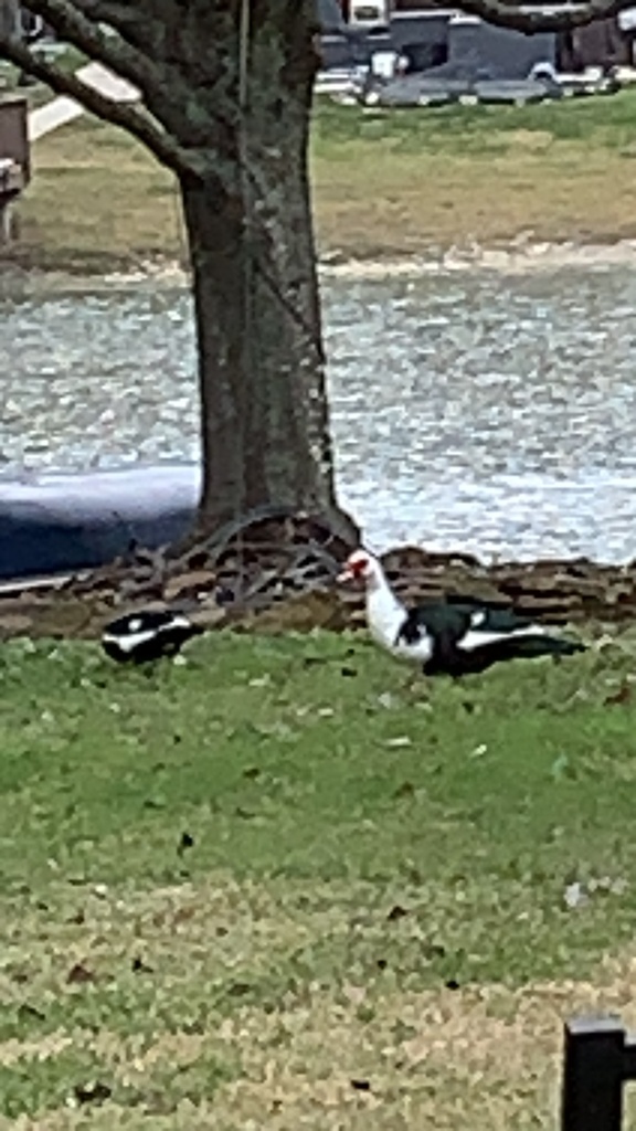 Domestic Muscovy Duck from Bridge Crest Blvd, Houston, TX, US on ...