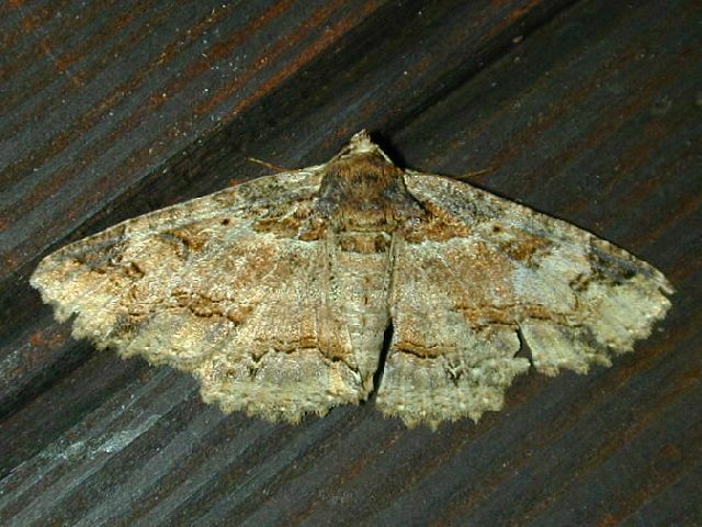 Colorful Zale Moth from Bear Mt., Orange County, NY, USA on May 28 ...