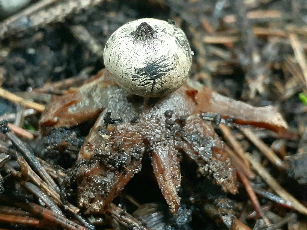 Beaked Earthstar from Первомайский район, Минск, Минская область ...