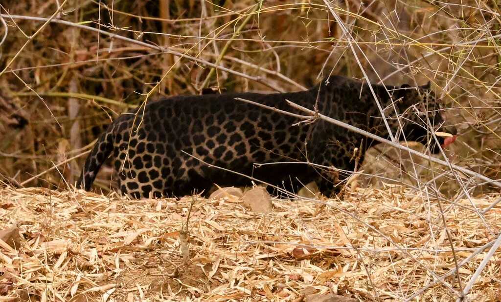 Indian Leopard in April 2023 by Royle Safaris. Photographer Maxim ...