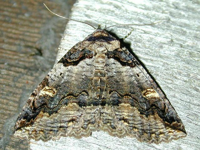 Bold-based Zale Moth in April 2007 by stevewalternature · iNaturalist