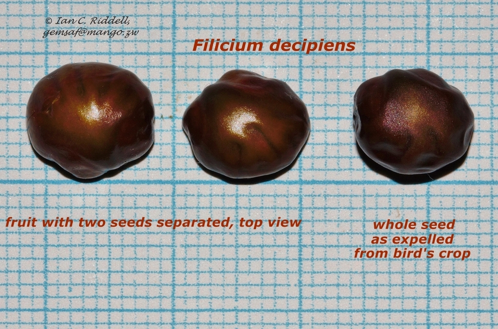 fern tree (Filicium decipiens) - Botanical Realm
