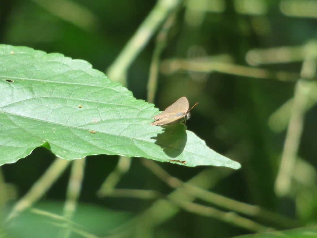 Euptychiina from Magé, RJ, Brasil on December 21, 2023 at 11:11 AM by ...