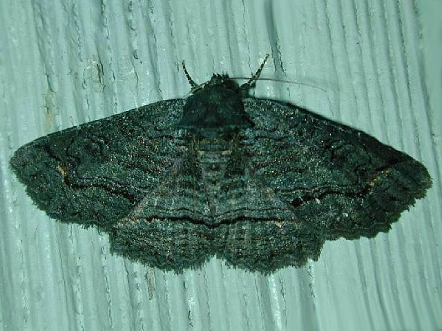 Black Zale Moth from Bedford Audubon Society, Katonah, NY, USA on May ...