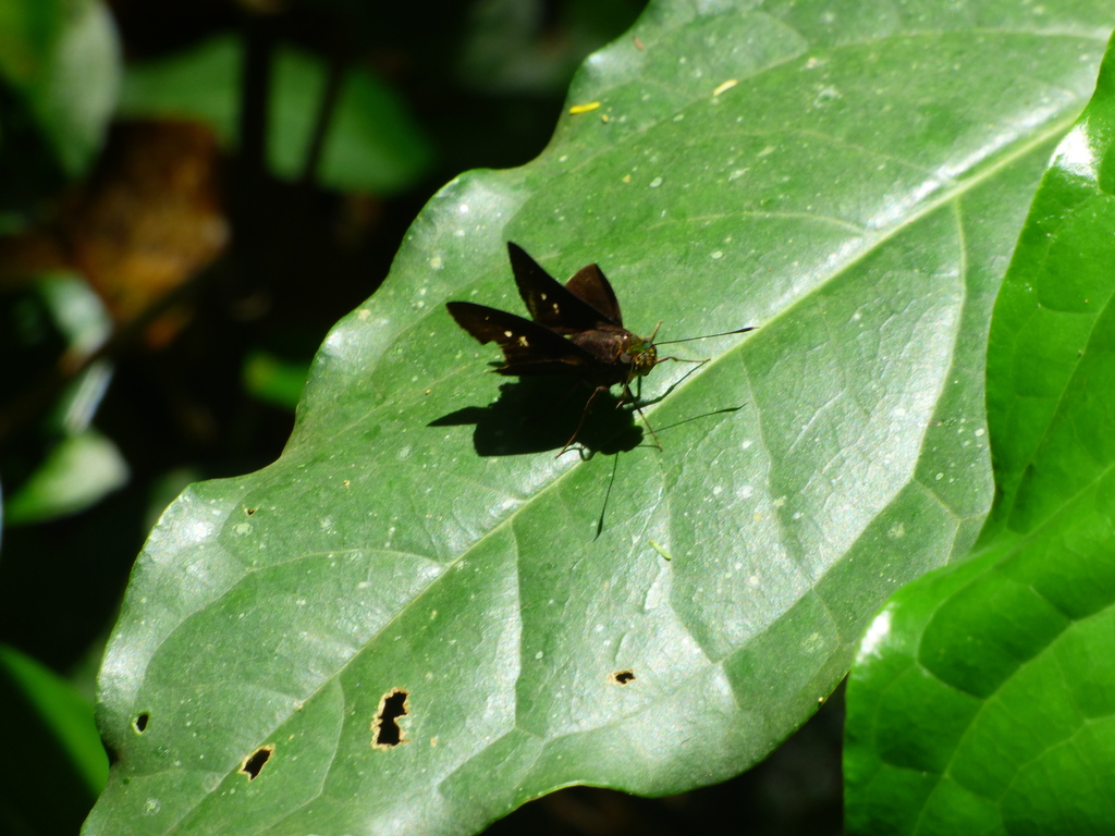 Hesperiini from Magé, RJ, Brasil on December 21, 2023 at 11:50 AM by ...