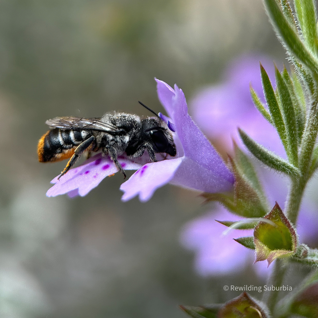 Megachile ferox from Milton Pl, Lake Coogee, WA, AU on December 19 ...