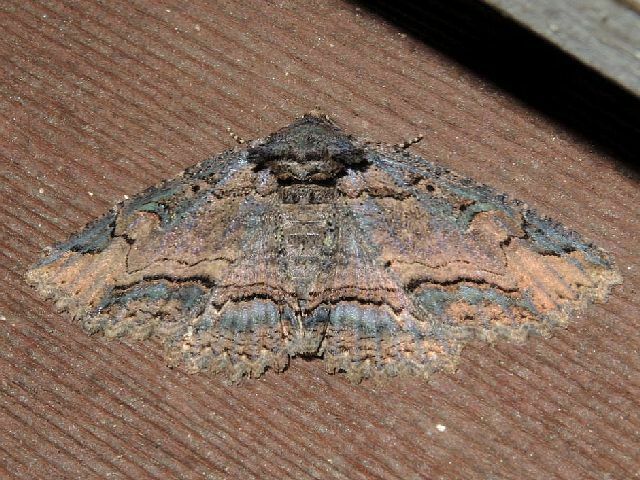 Colorful Zale Moth from Bill Paterson Nature Center, Muttontown ...
