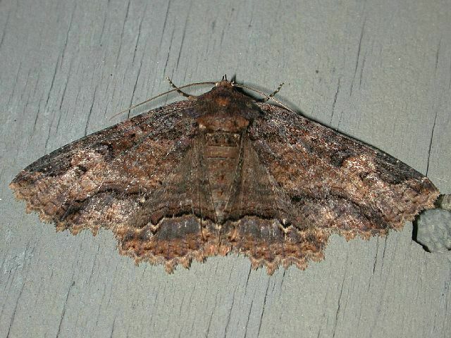 Colorful Zale Moth from Hubbard Pines, Litchfield, CT, USA on May 31 ...